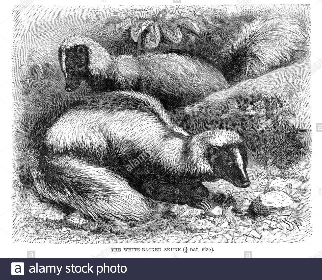Skunk Drawing
