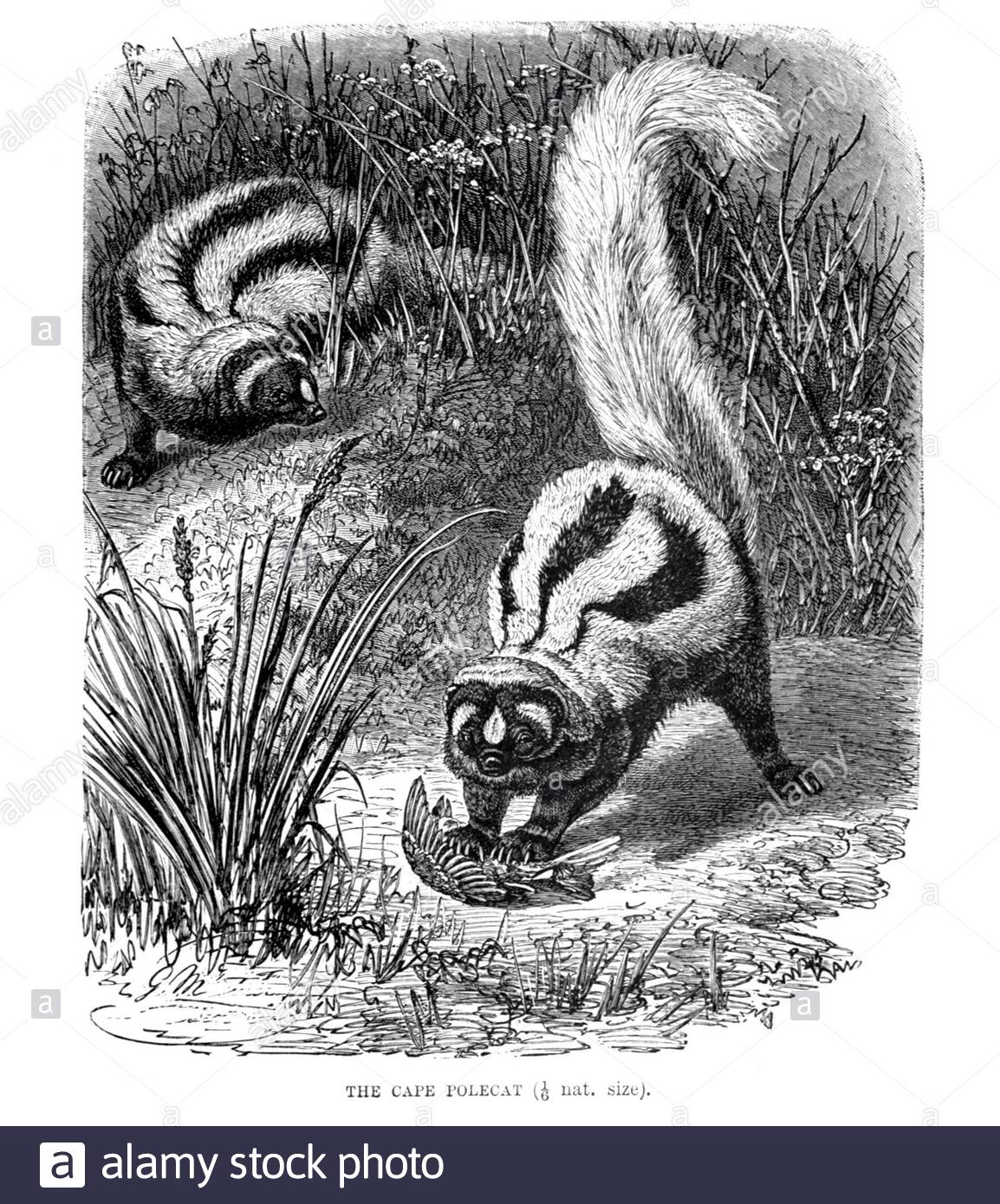 Cape Polecat (Striped Polecat), vintage illustration from 1894 Stock ...