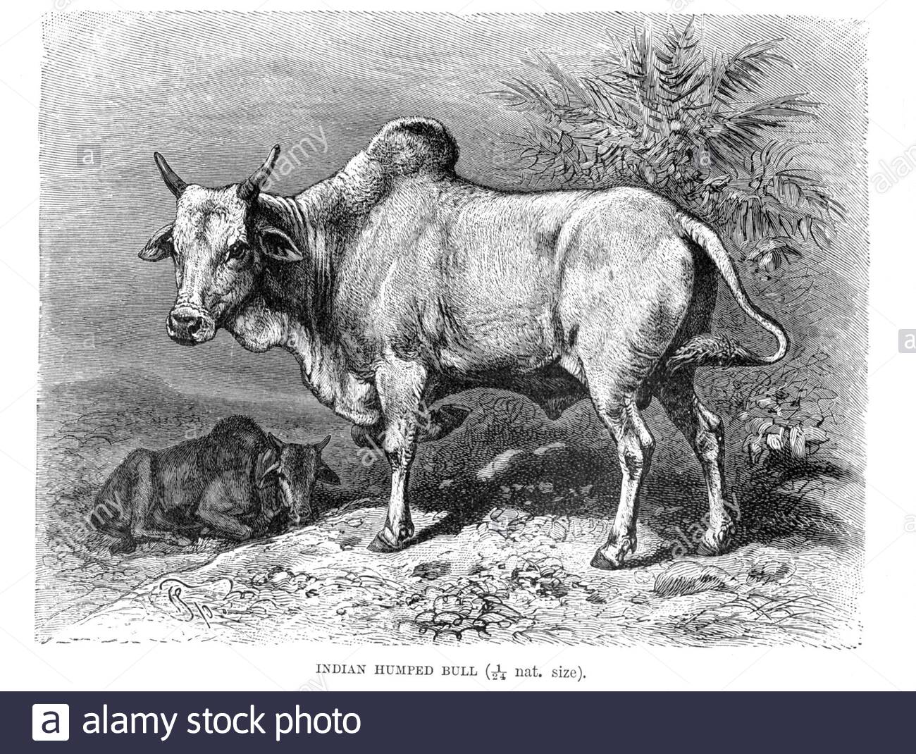 Indian farming illustration hi-res stock photography and images - Alamy