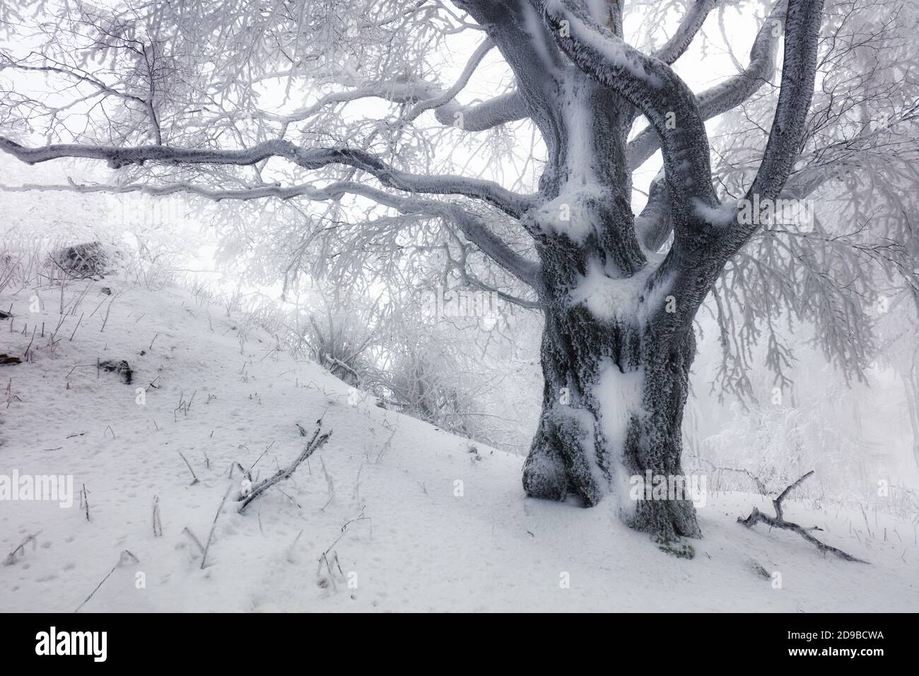 Trees in snow covered winter hi-res stock photography and images - Alamy