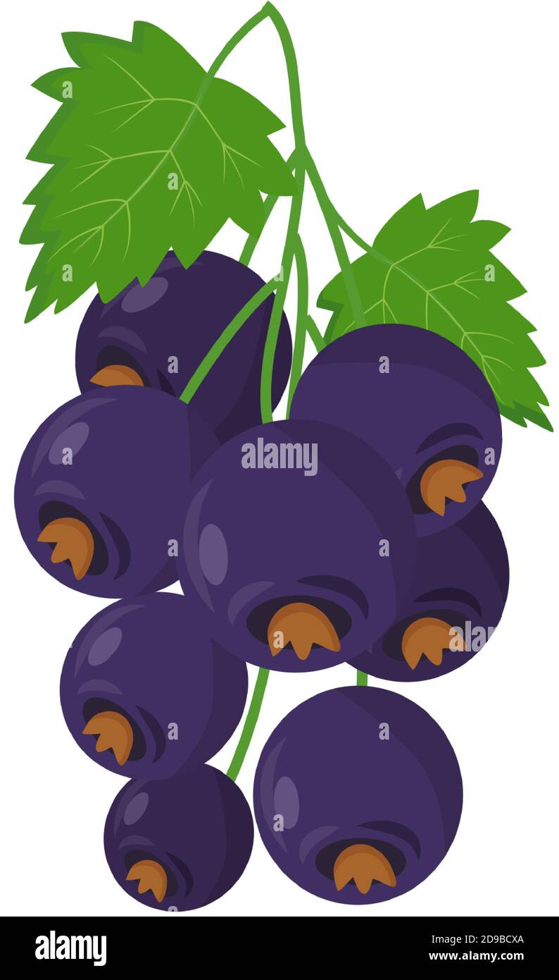 Black currant cartoon vector illustration Stock Vector Image & Art - Alamy