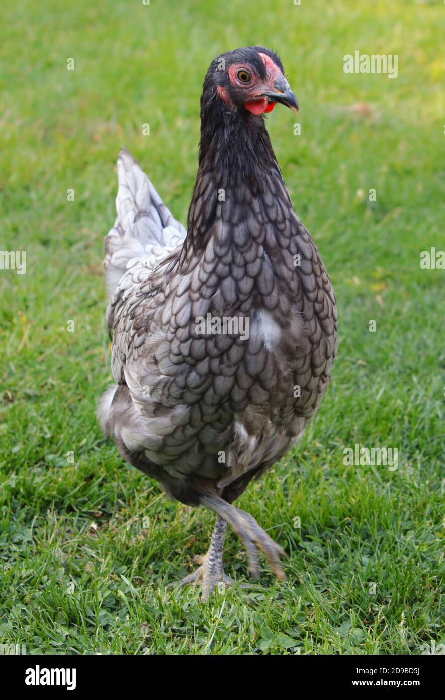 Chicken in outdoor on grass, Hen Farm Stock Photo - Alamy