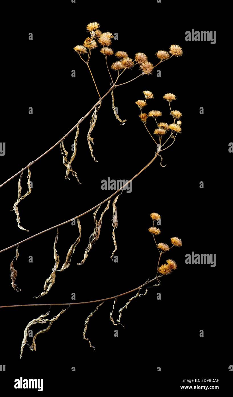 Dangling flower stalks hi-res stock photography and images - Alamy