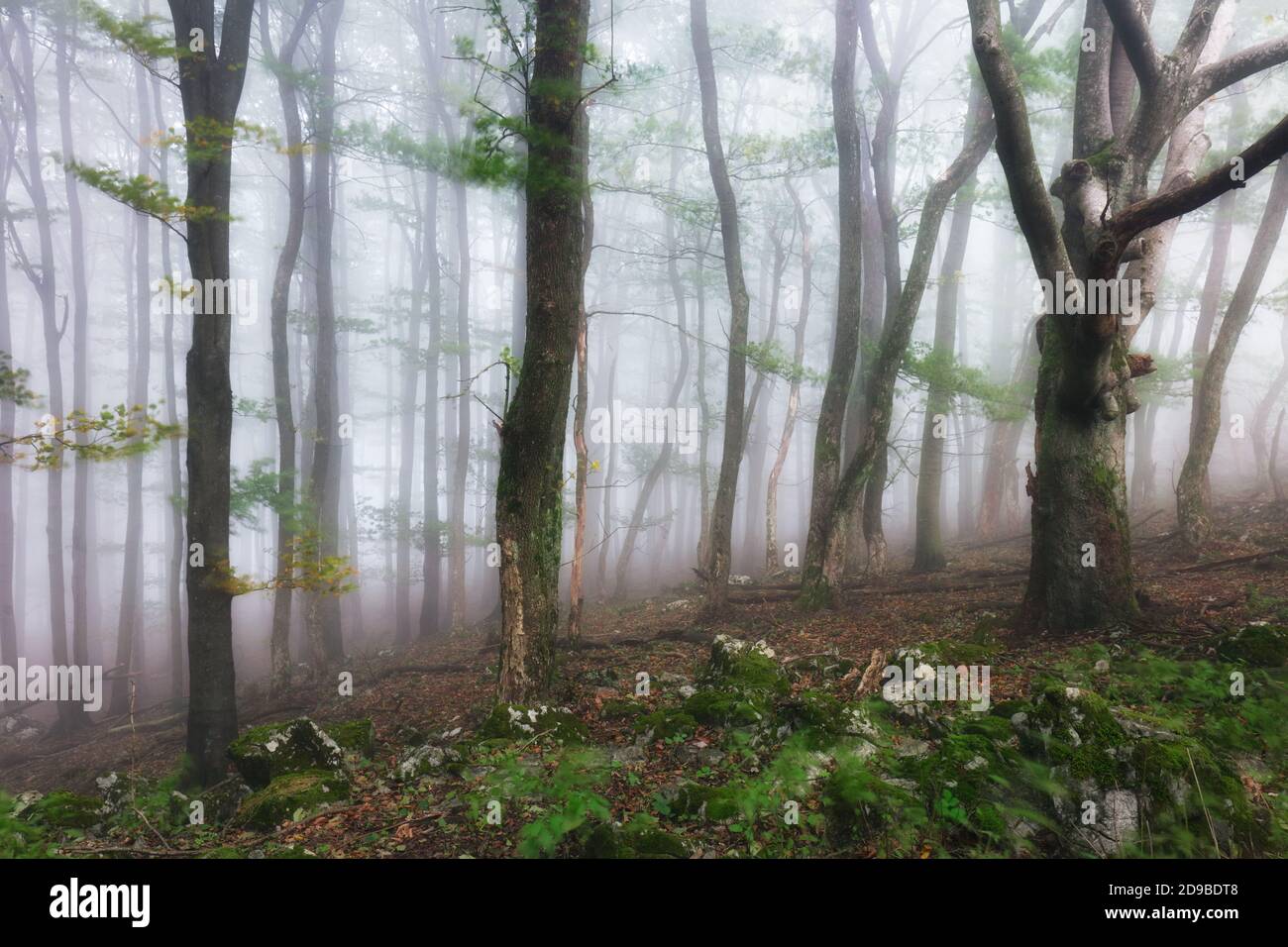 Misty landscape with fir forest at mist, Foggy trees Stock Photo - Alamy