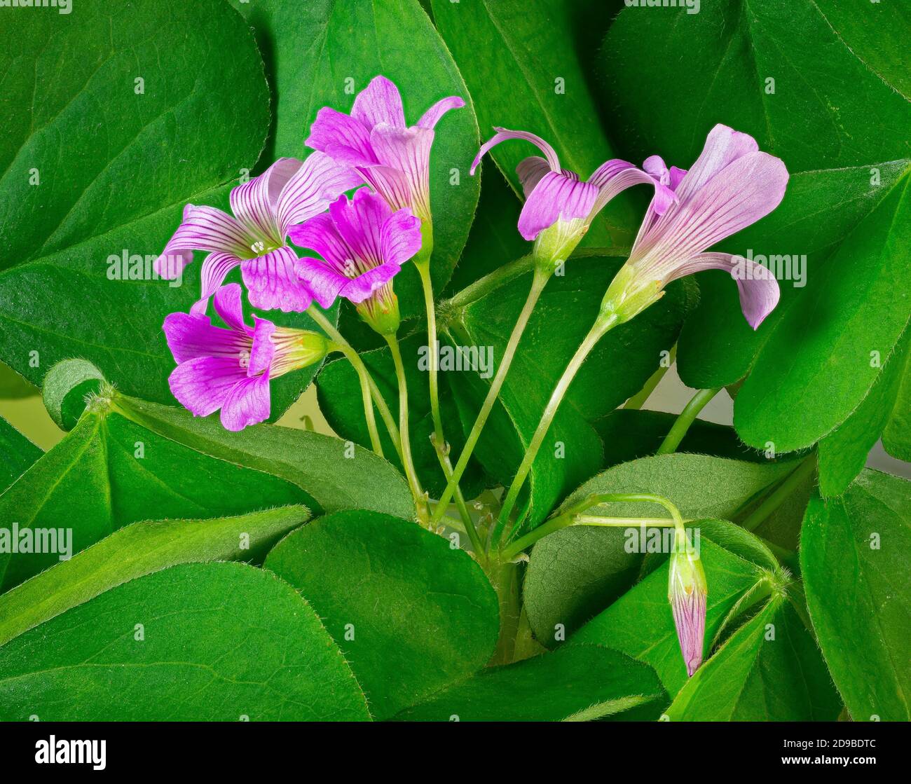 Oxalis articulata, known as pink-sorrel, pink wood sorrel, windowbox ...