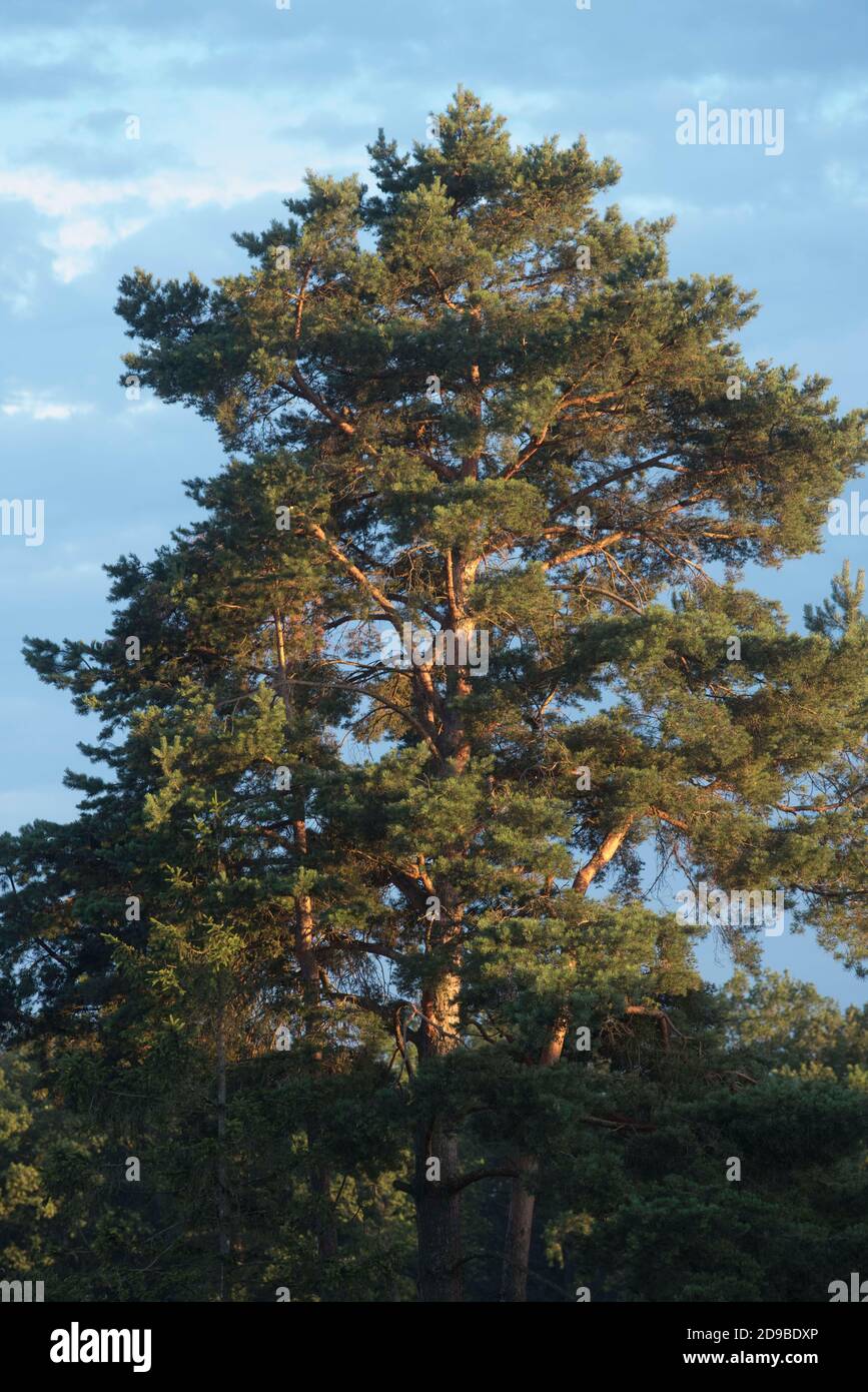 pine tree in the landscape, conifer with leaves in nature Stock Photo ...