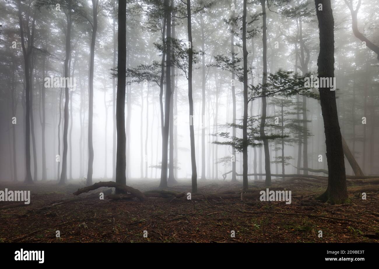 Beautiful forest at foggy sunrise. Tree trunks and cold mist landscape ...