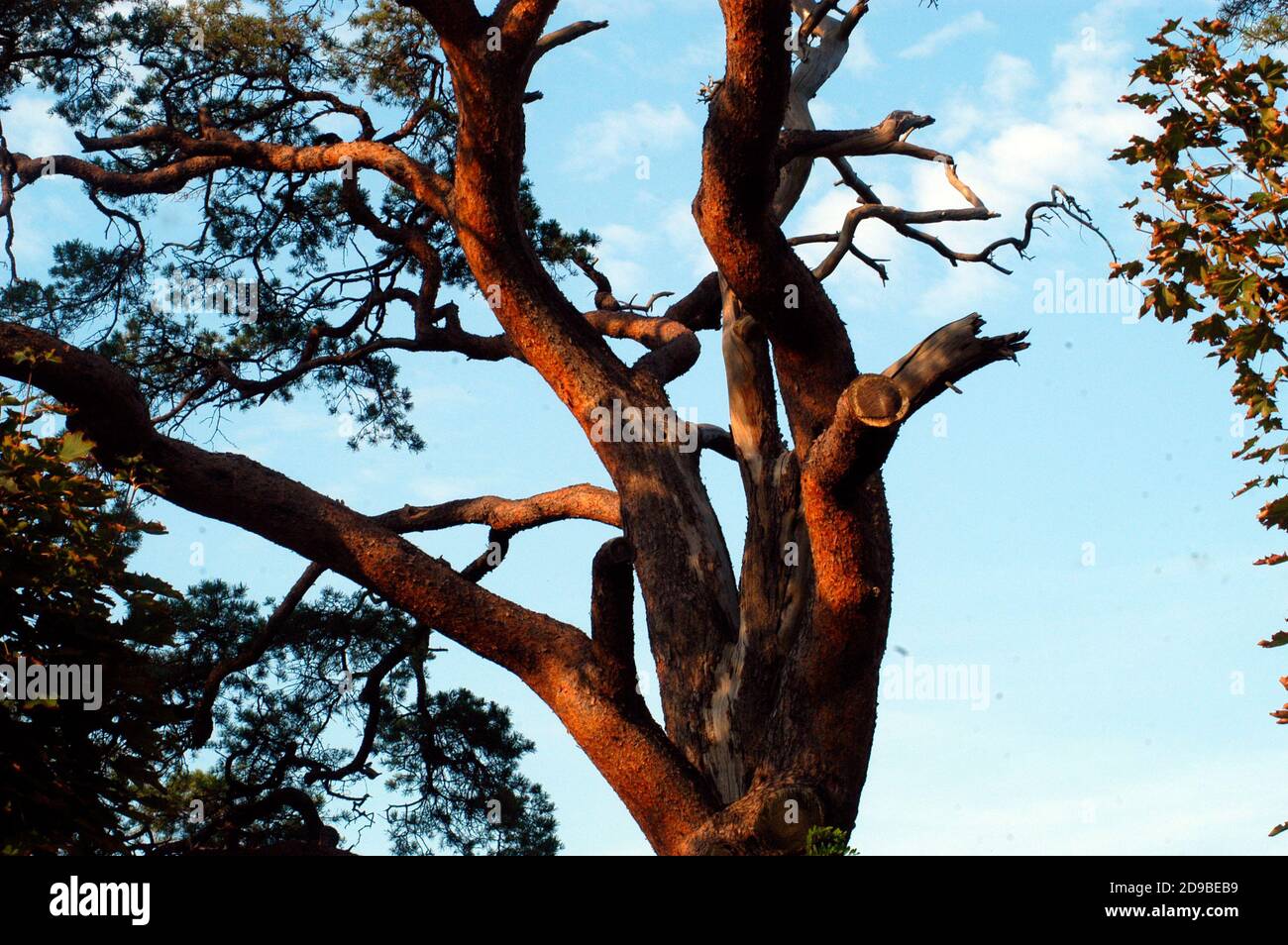pine tree in the landscape, conifer with leaves in nature Stock Photo ...