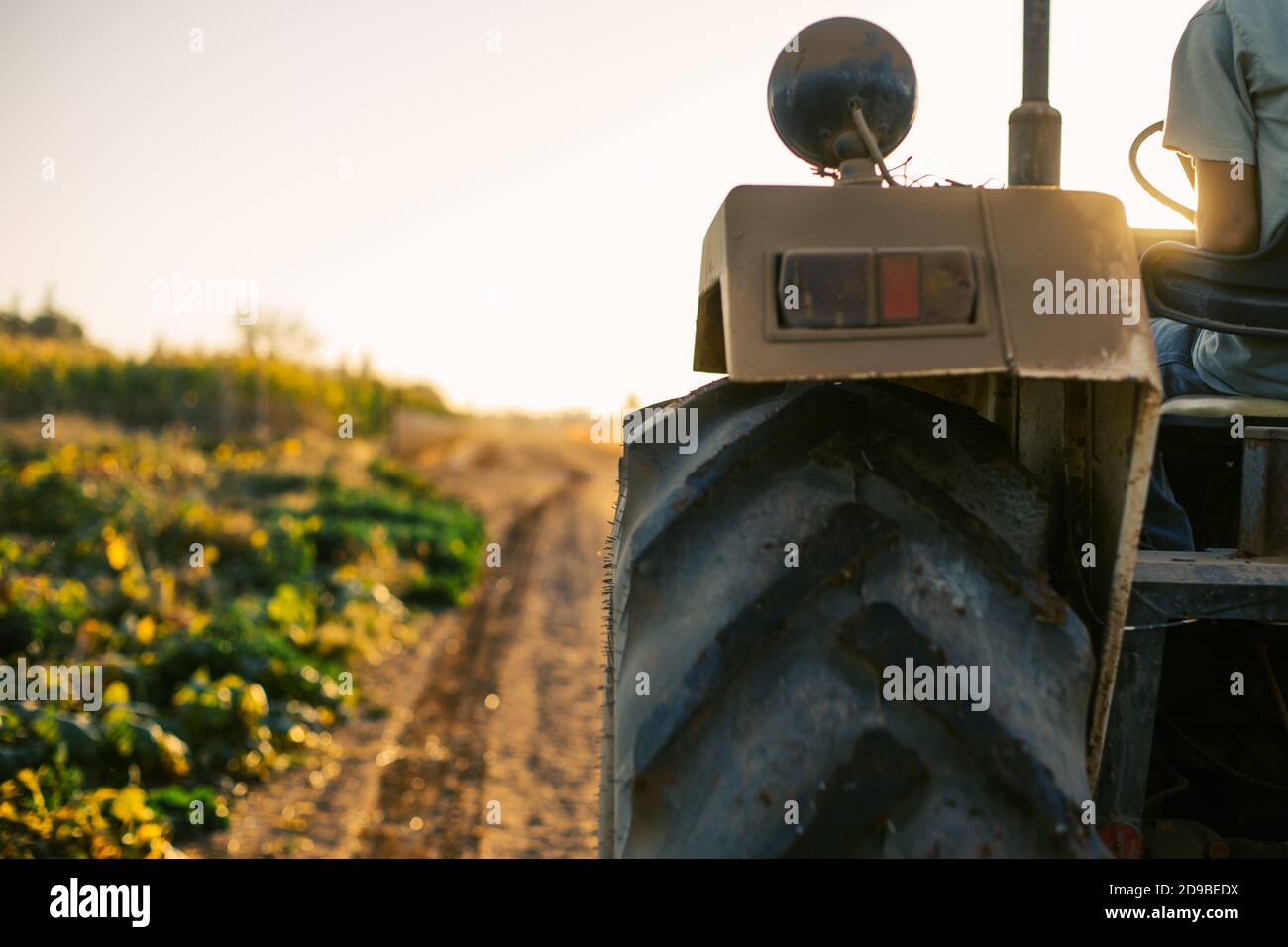 Tractor on Farm Road with Golden Light Stock Photo - Alamy