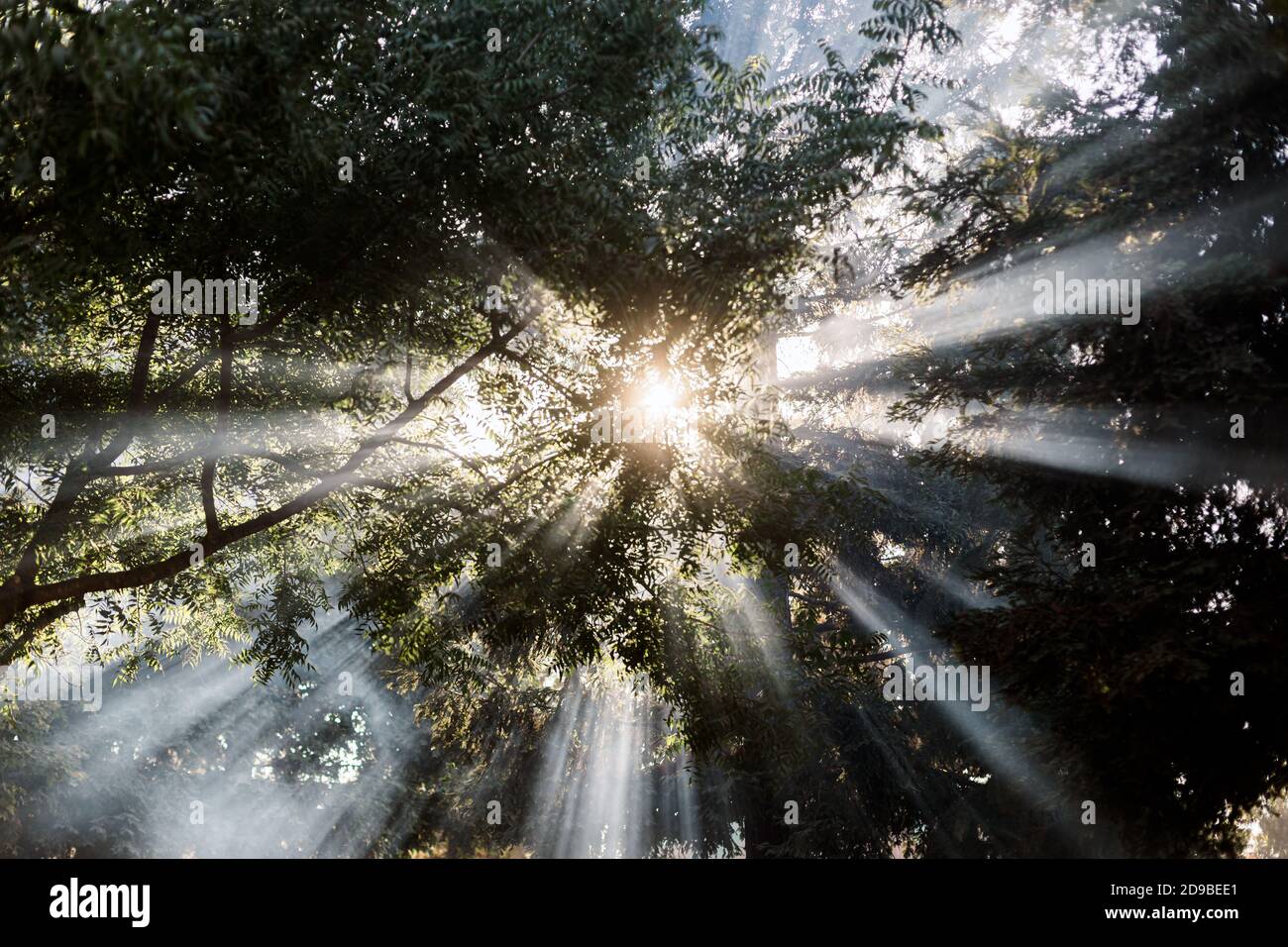 Beams through trees water hi-res stock photography and images - Alamy