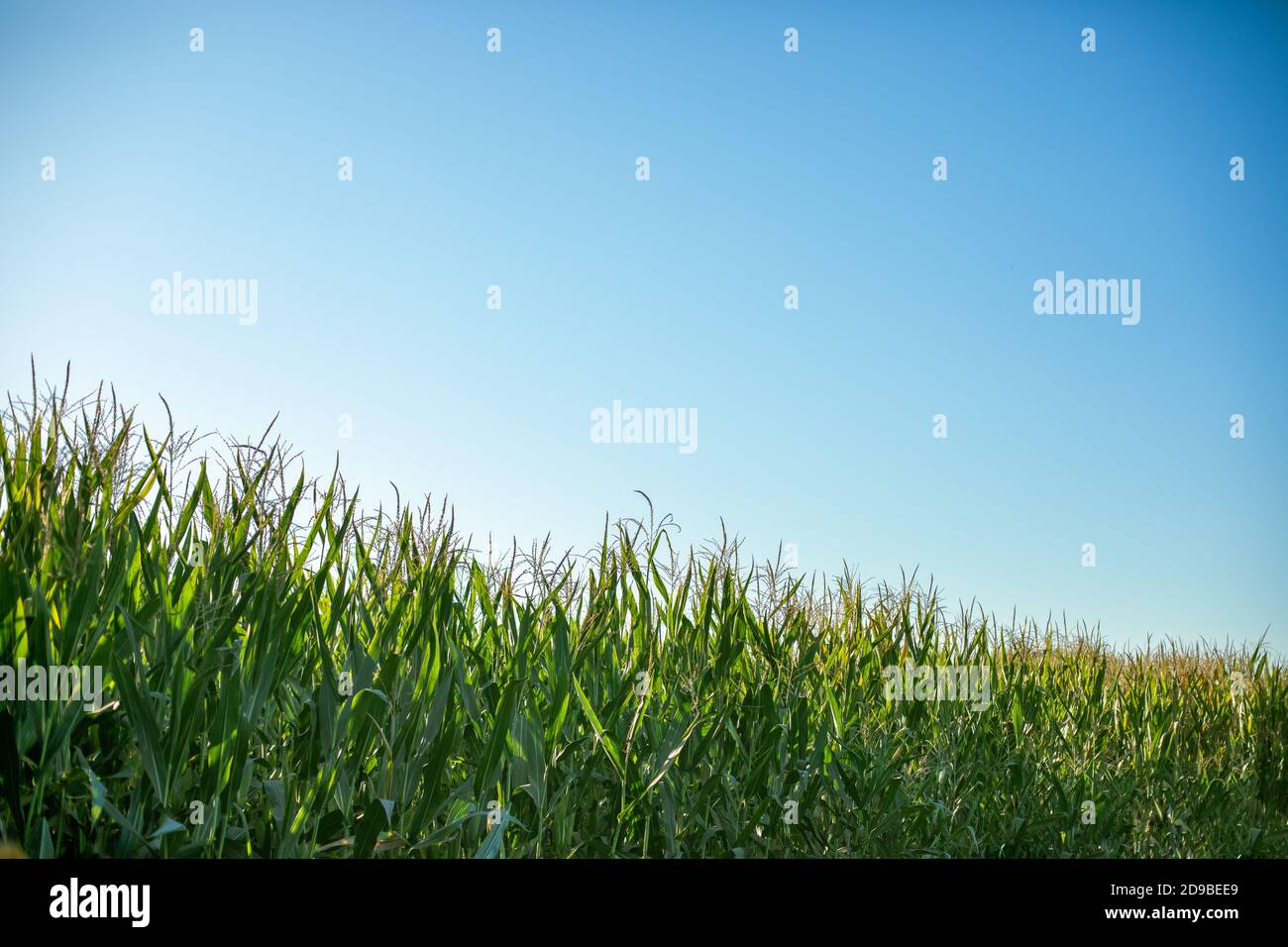 Cornfield maze hi-res stock photography and images - Alamy