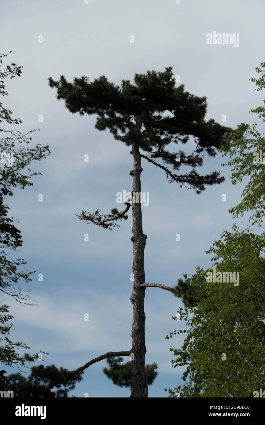 pine tree in the landscape, conifer with leaves in nature Stock Photo ...