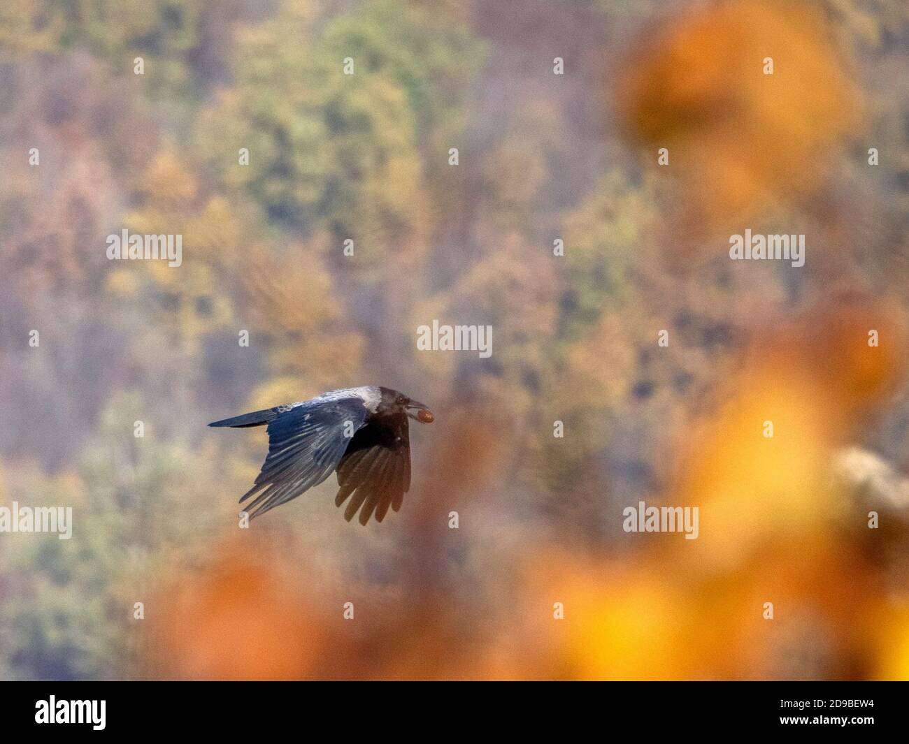 crow flying with nut in autumn season Stock Photo - Alamy