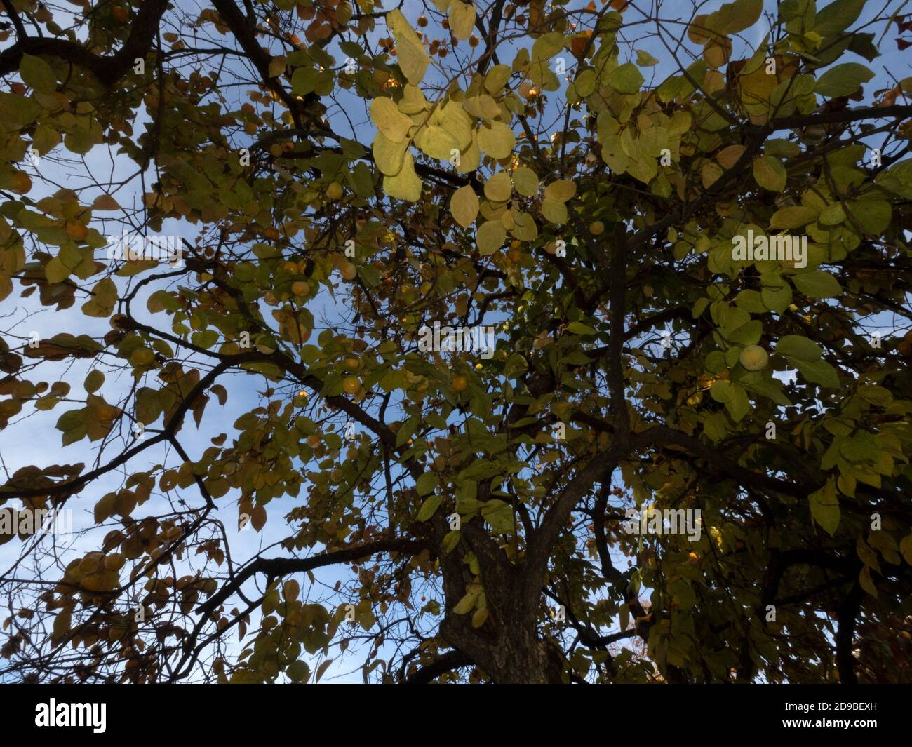 persimmon fruit tree and leaves in autumn season Stock Photo - Alamy