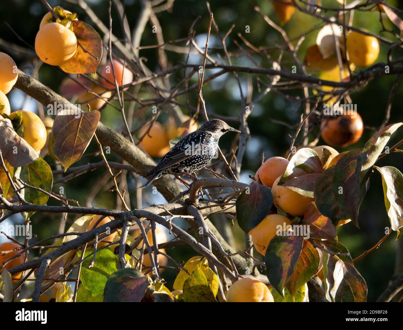 persimmon fruit tree and leaves in autumn season Stock Photo - Alamy