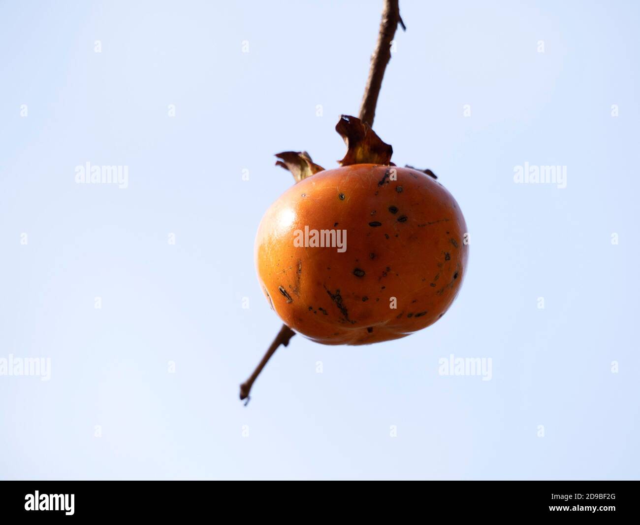 persimmon fruit tree and leaves in autumn season Stock Photo - Alamy