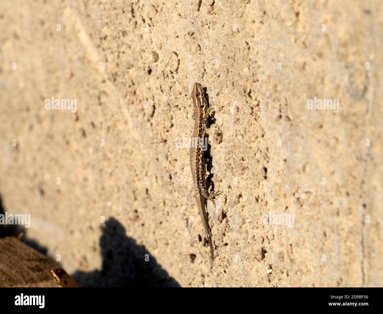young lizard close up macro detail Stock Photo - Alamy