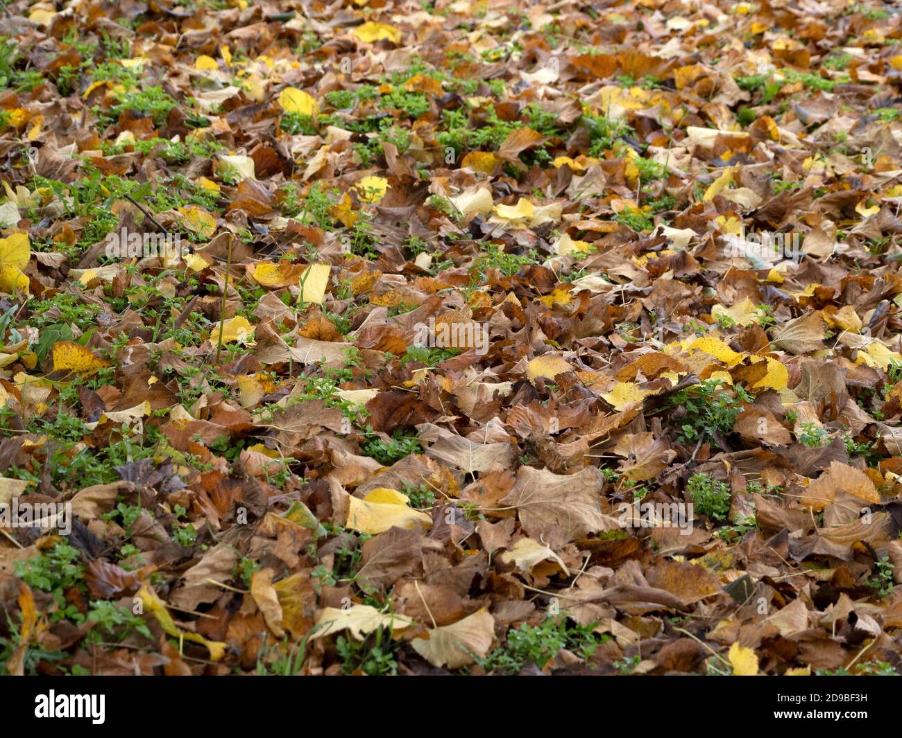 persimmon fruit tree and leaves in autumn season Stock Photo - Alamy