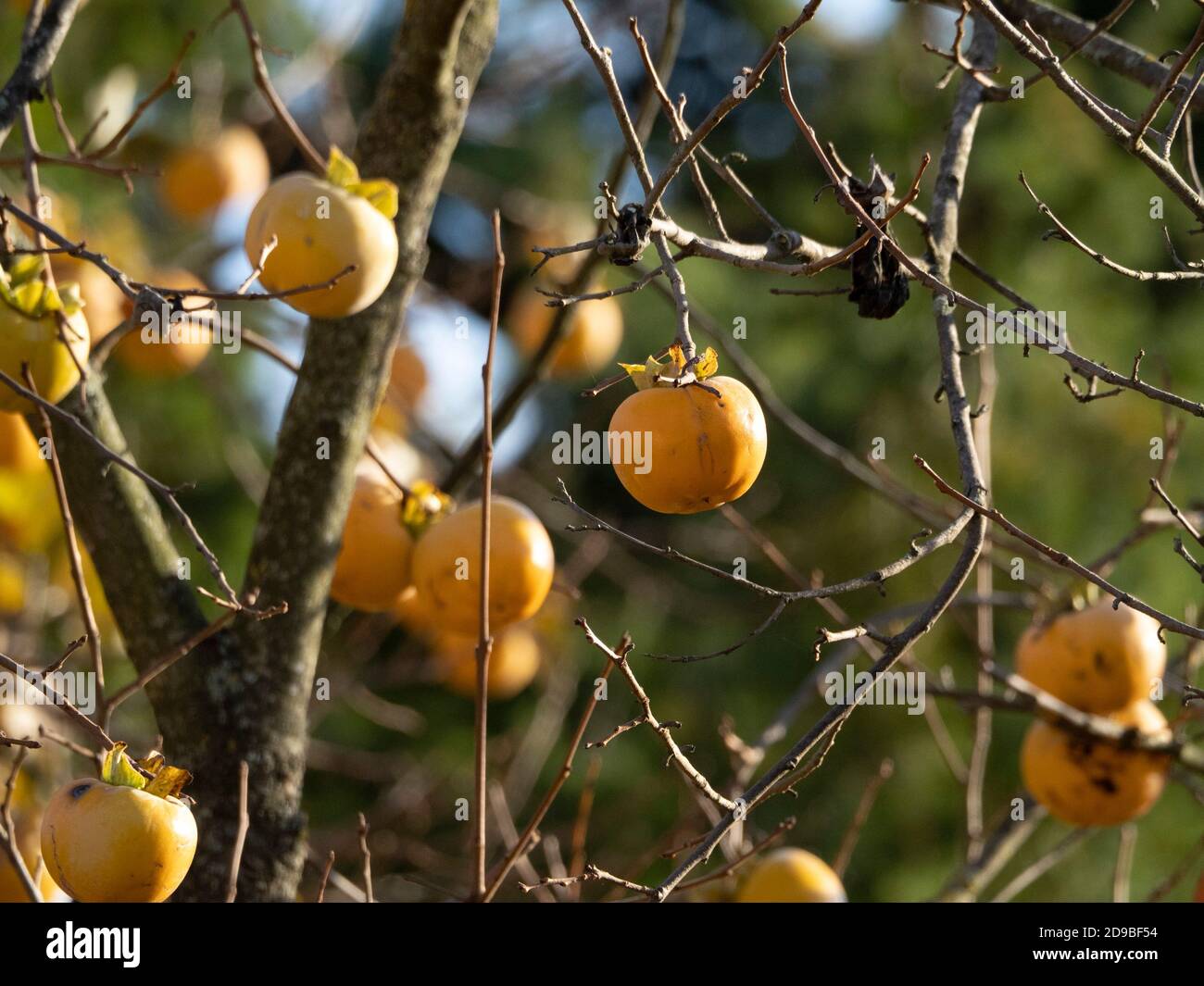 persimmon fruit tree and leaves in autumn season Stock Photo - Alamy
