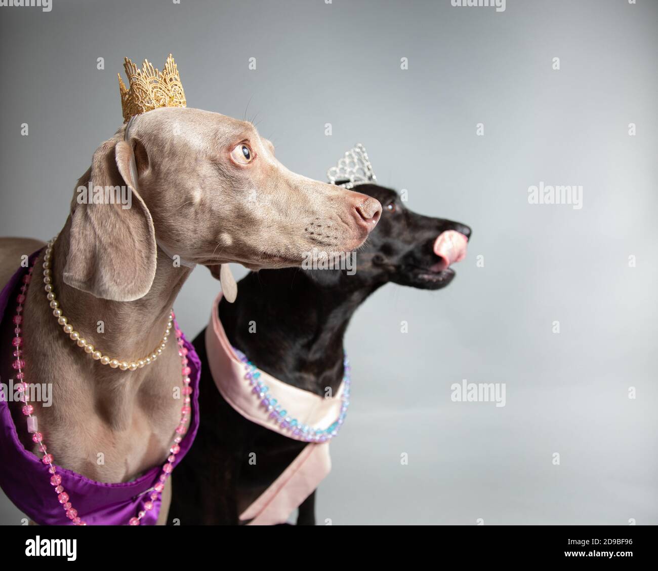 Labrador retriever and weimaraner dressed as princesses Stock Photo - Alamy