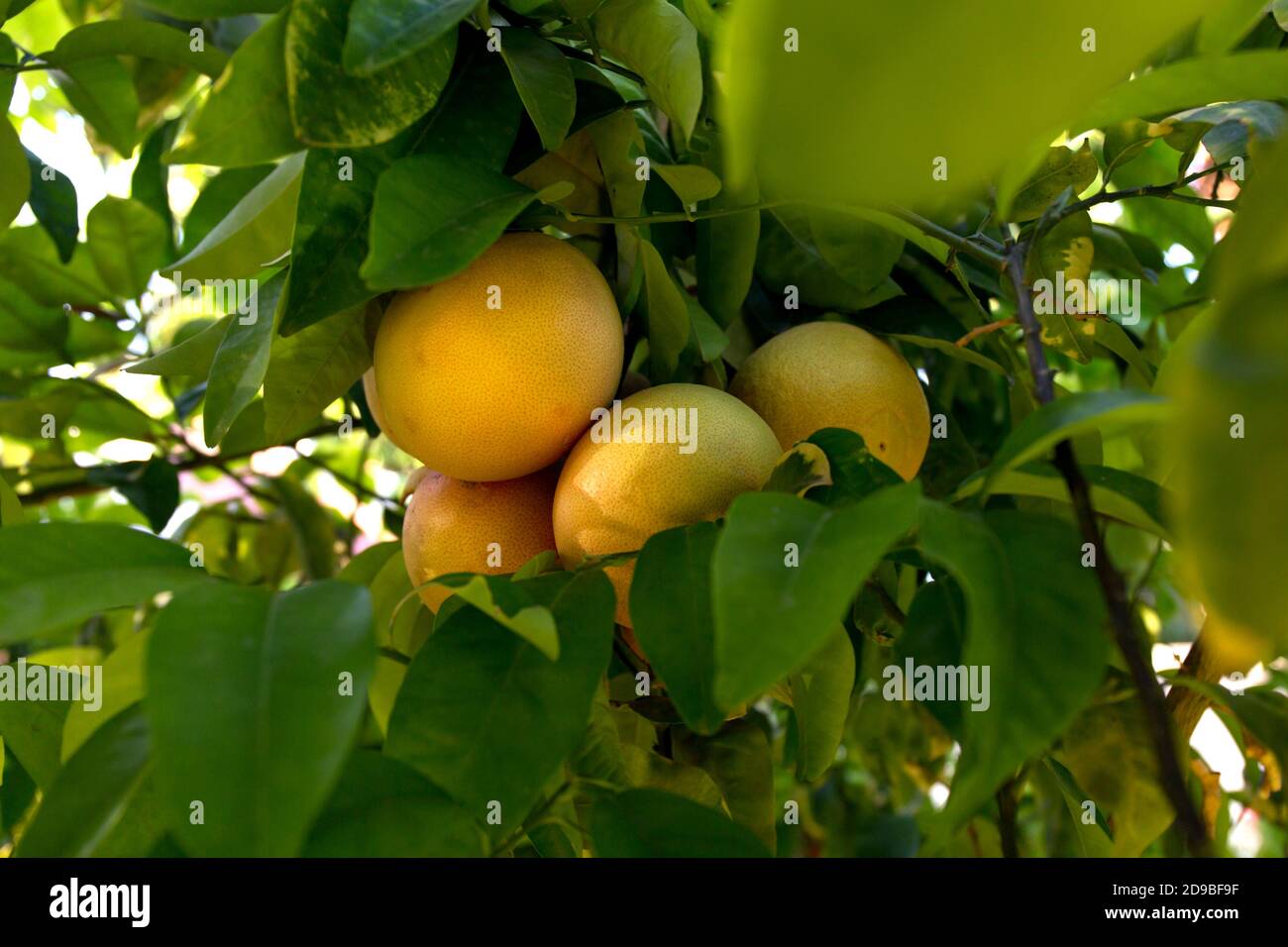Orange fruit tree hi-res stock photography and images - Alamy