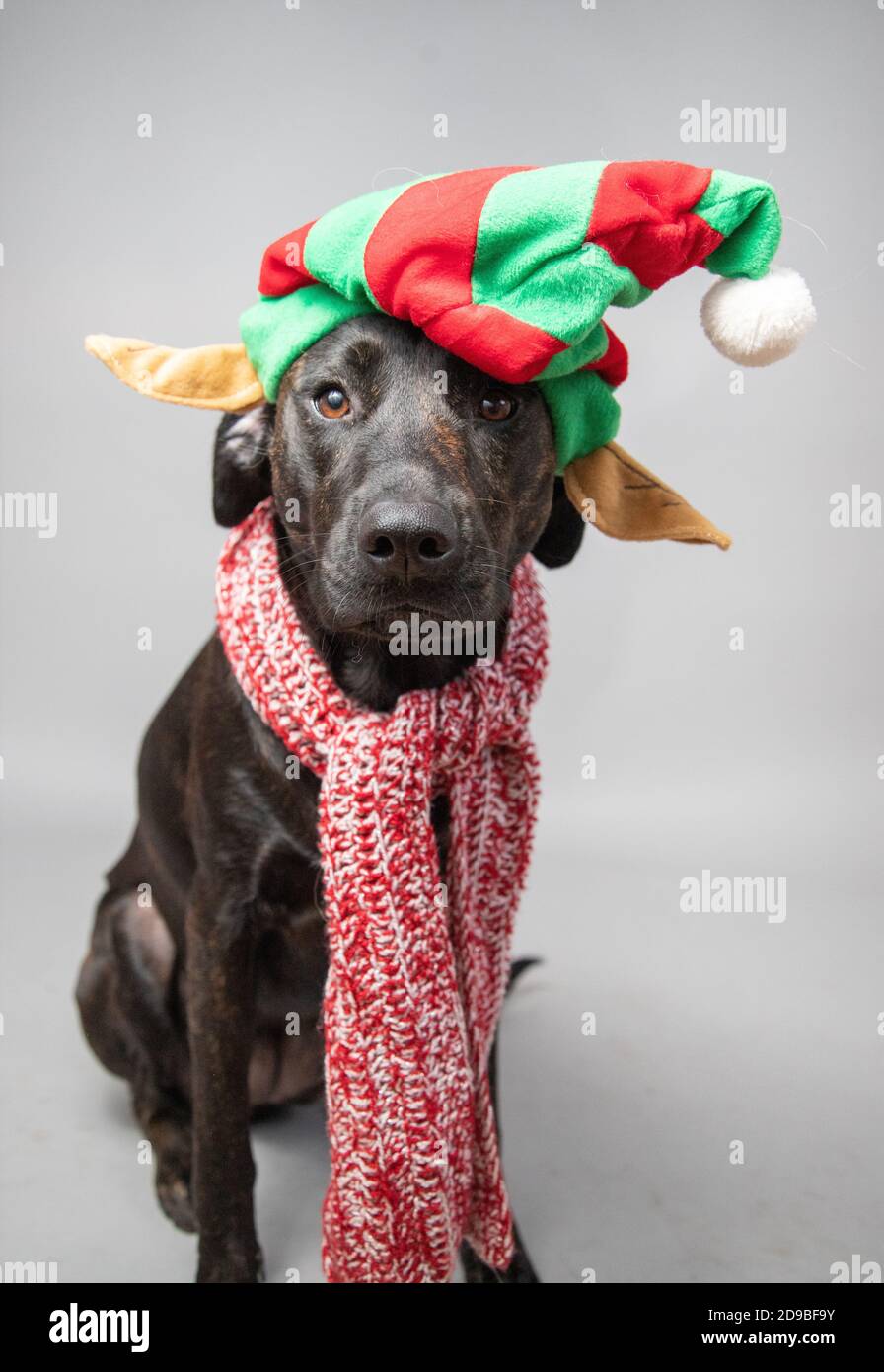 Portrait of a labrador retriever wearing a Christmas elf hat Stock ...