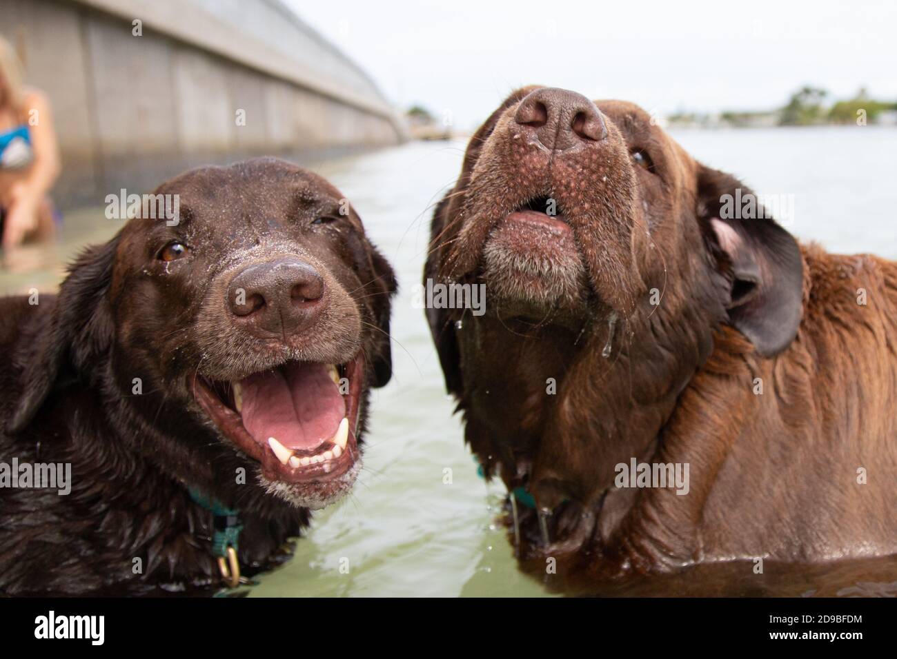 Two chocolate labrador dogs in ocean, Florida, USA Stock Photo - Alamy