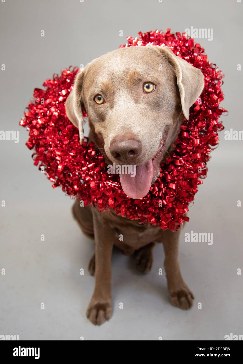 Labrador retriever shape hi-res stock photography and images - Alamy