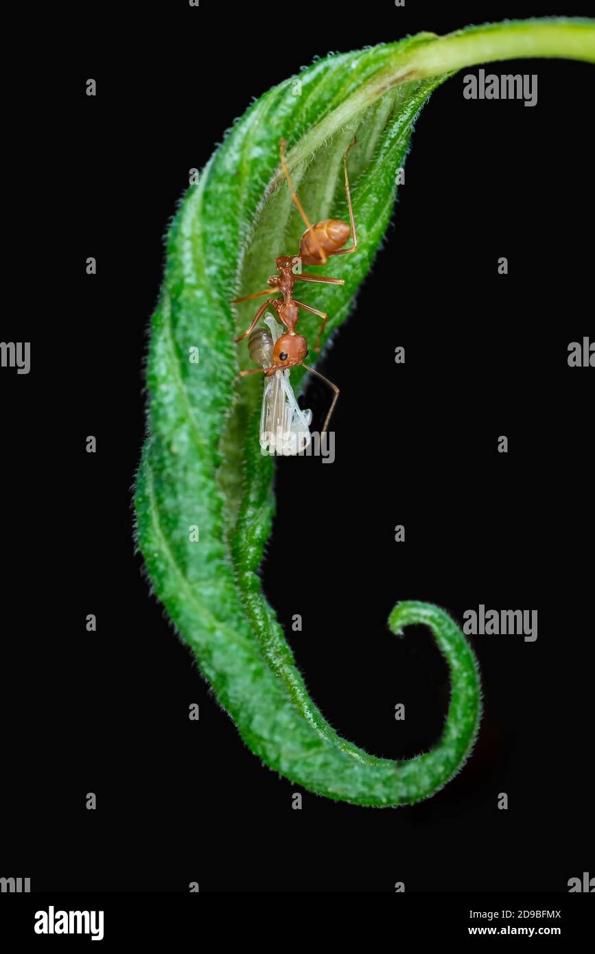 Ant insect hi-res stock photography and images - Alamy