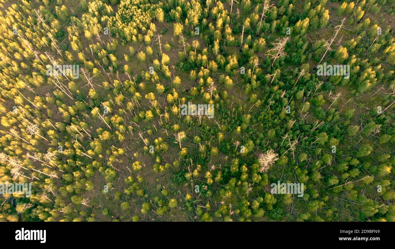 Aerial view from drone consequences of forest fire. Recovery of the ...