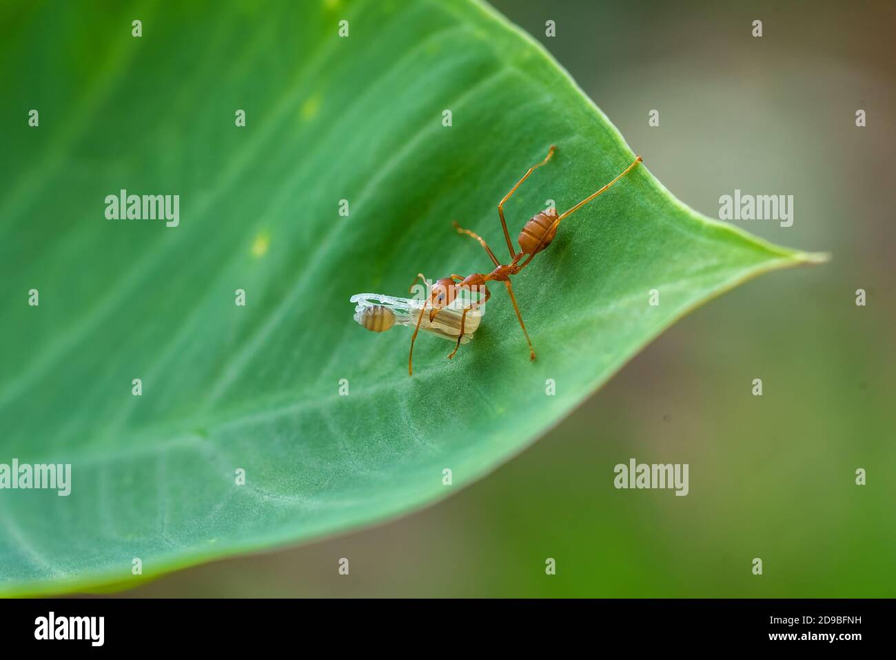 Close-up of an ant on a leaf carrying a dead insect, Indonesia Stock ...