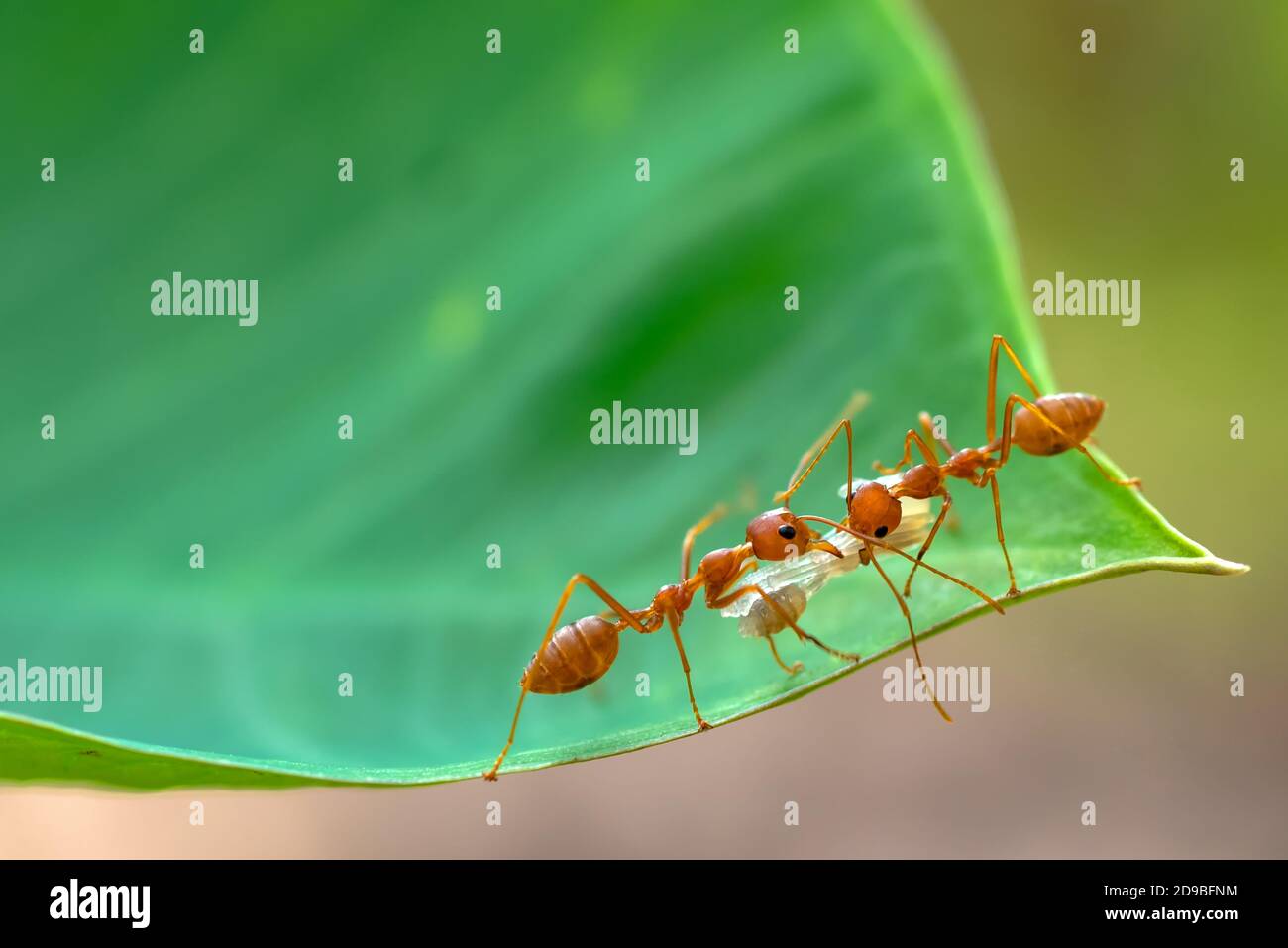 Ant insect hi-res stock photography and images - Alamy