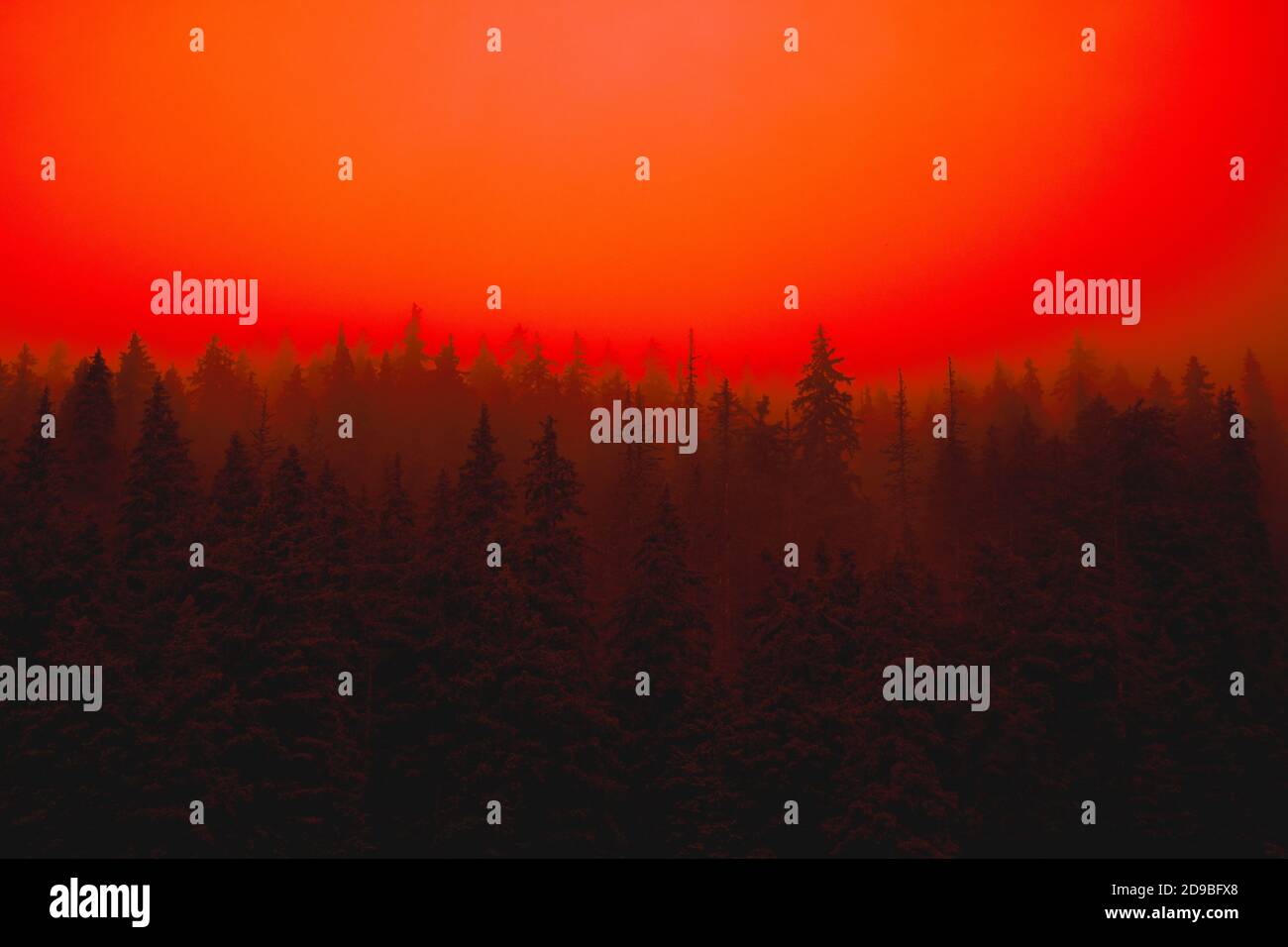 Foggy lush forest hi-res stock photography and images - Alamy