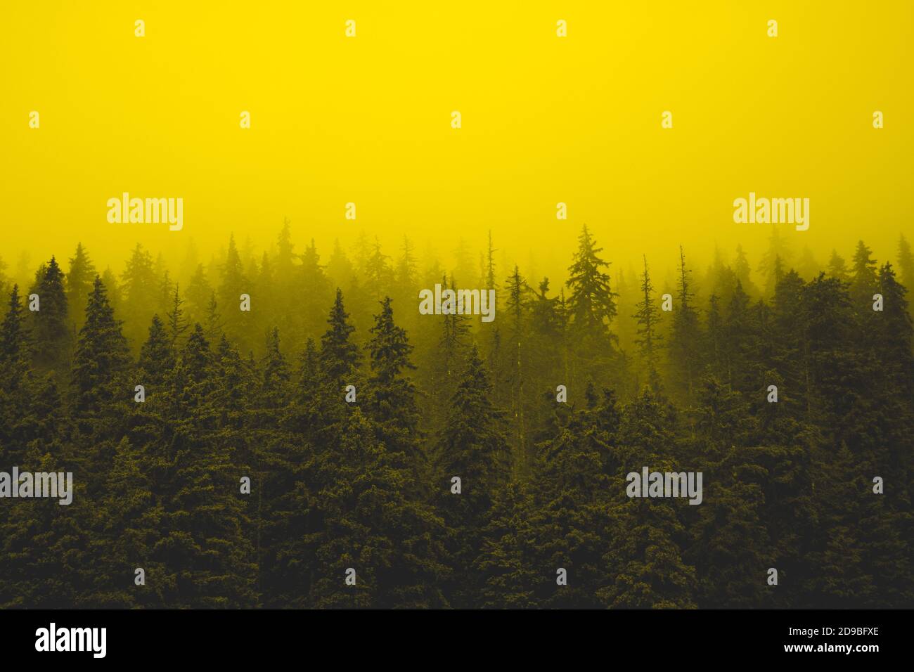 Foggy lush forest hi-res stock photography and images - Alamy