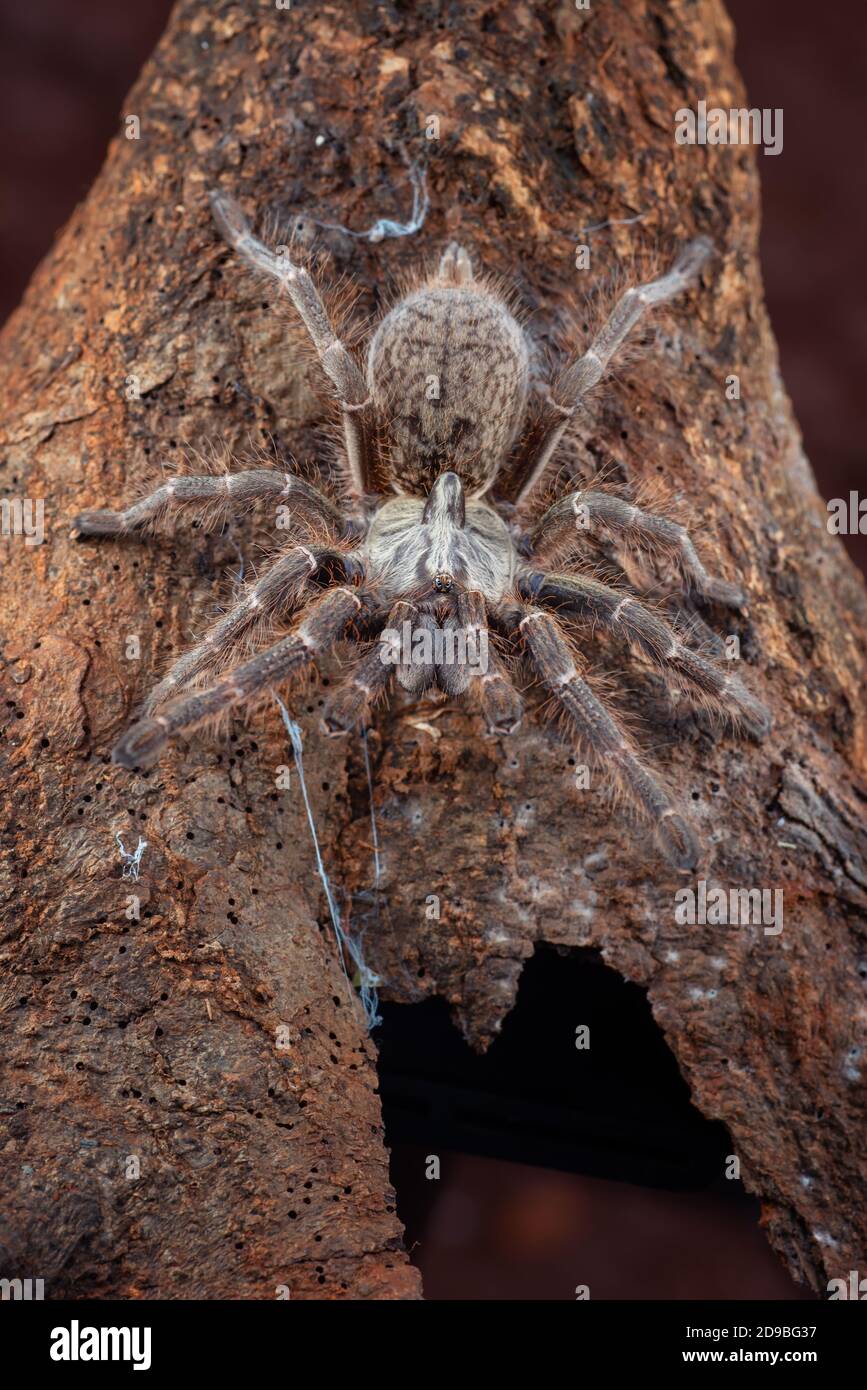 African rear horned baboon tarantula hi-res stock photography and ...