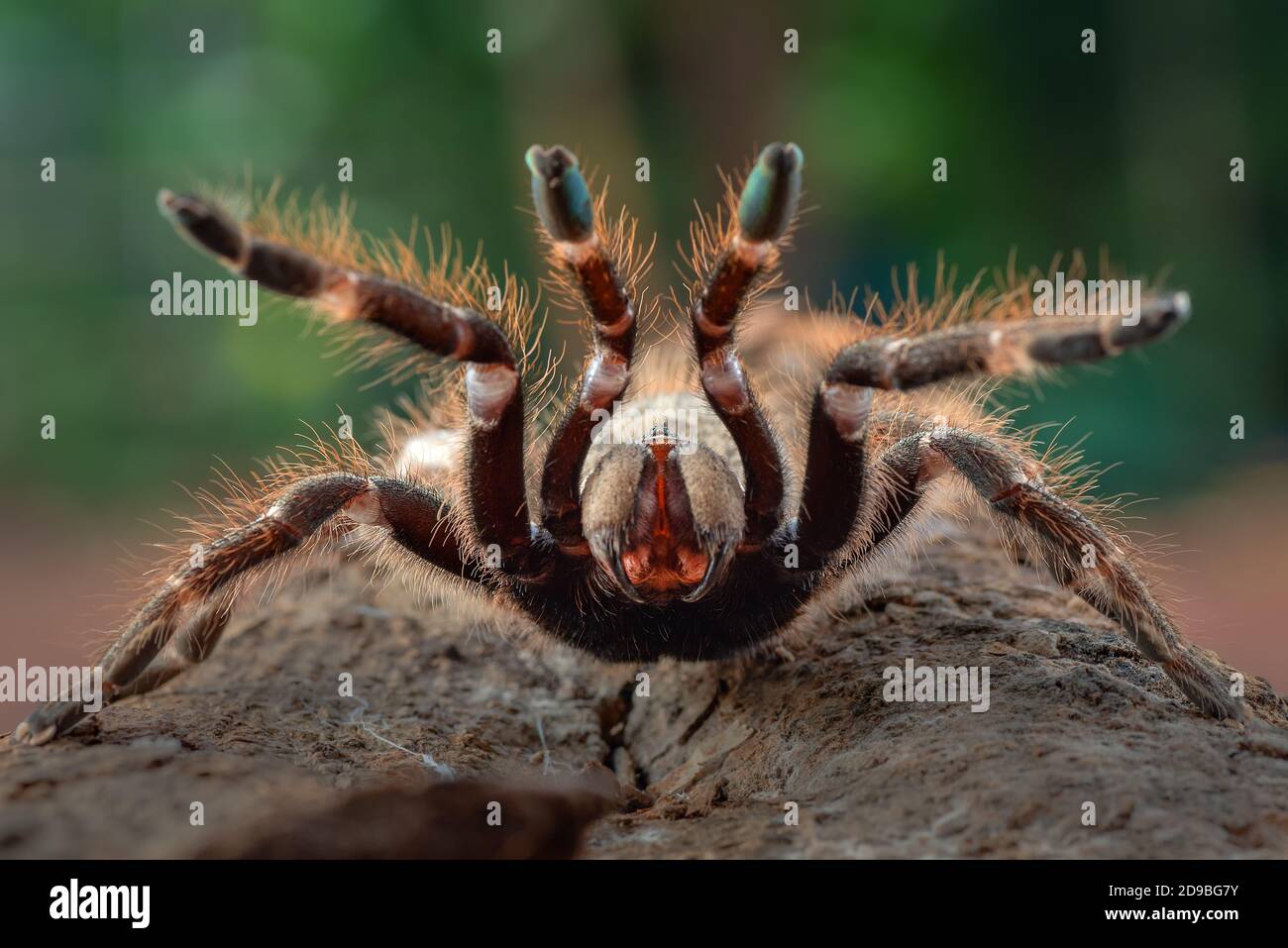 Eastern Horned Baboon Tarantula