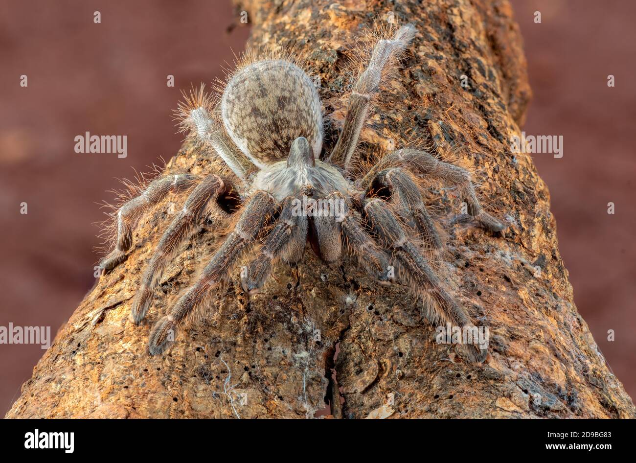 Horned Baboon Tarantula