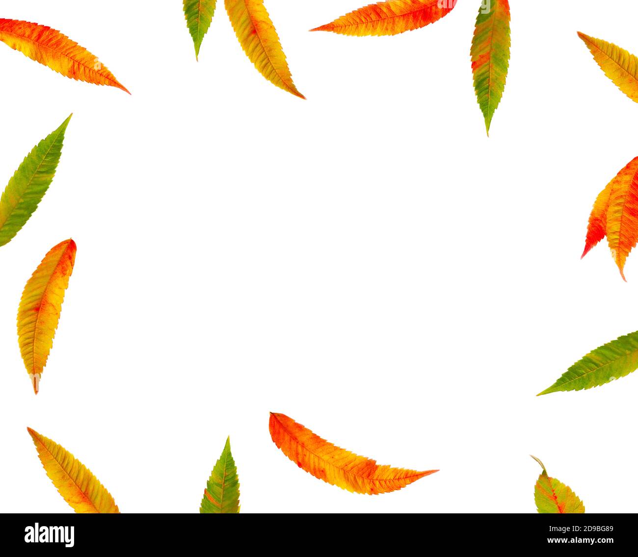 Leaf border hi-res stock photography and images - Alamy