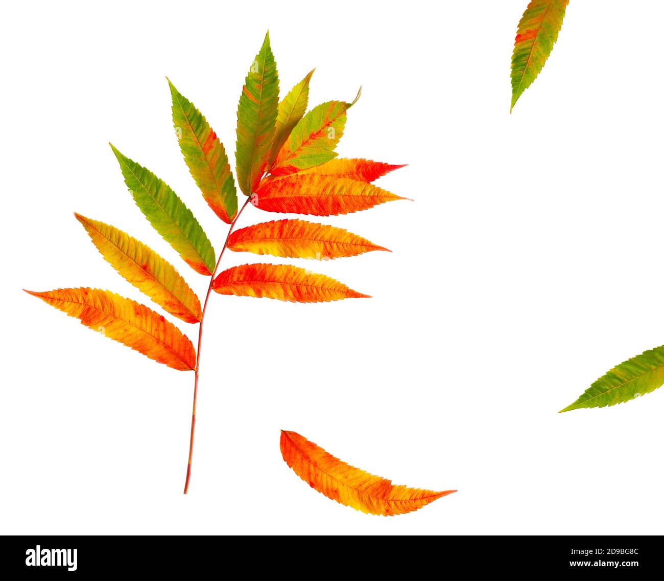 Autumn Leaves falling of a branch Stock Photo - Alamy