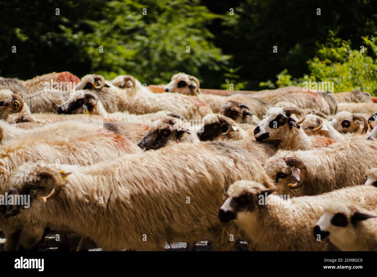 Forest sheep lambs mother hi-res stock photography and images - Alamy