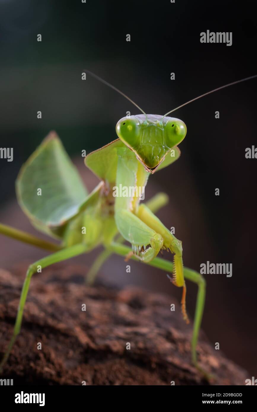 Close-up Portrait of a giant Asian mantis, Indonesia Stock Photo - Alamy