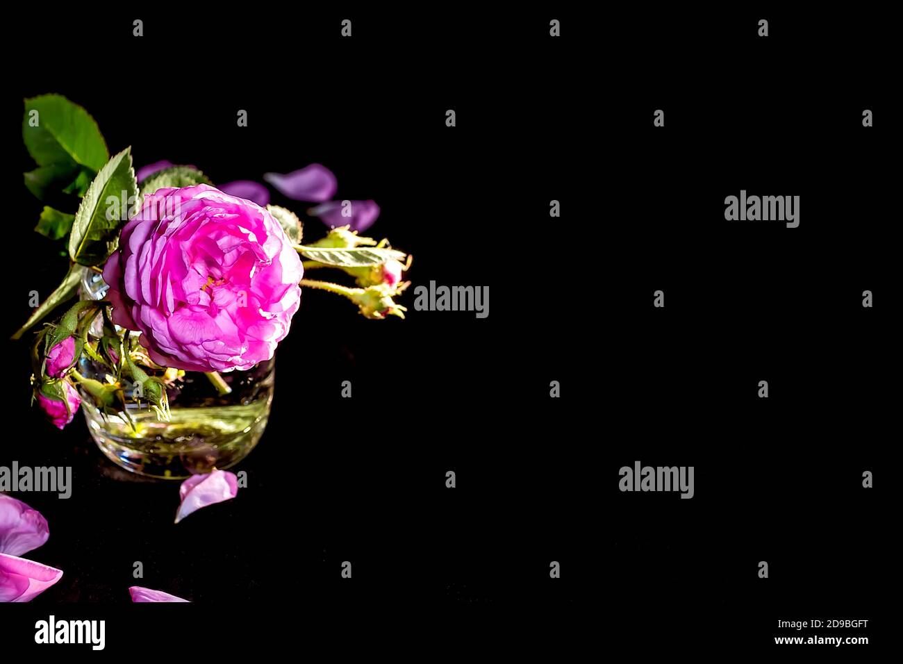 A branch of a pink tea rose. Dark background. Place the text next to a ...