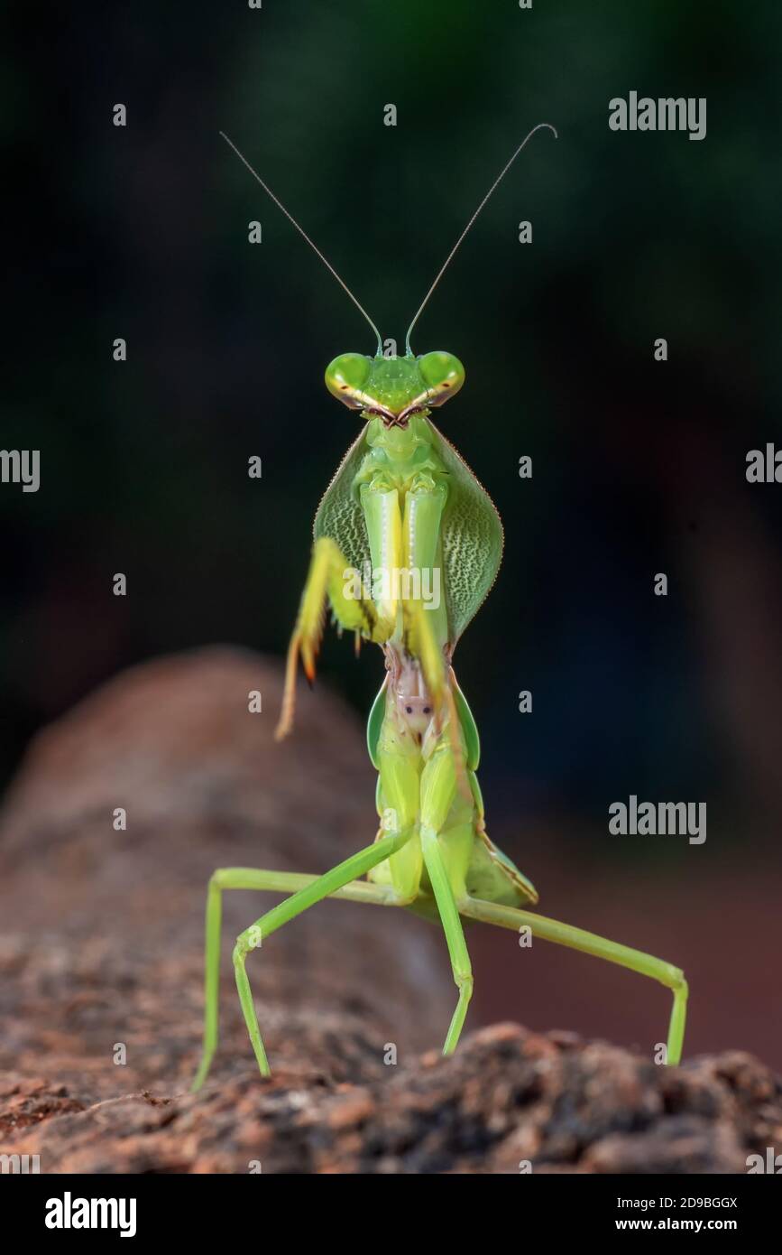 Close-up Portrait of a giant Asian mantis rearing up, Indonesia Stock ...