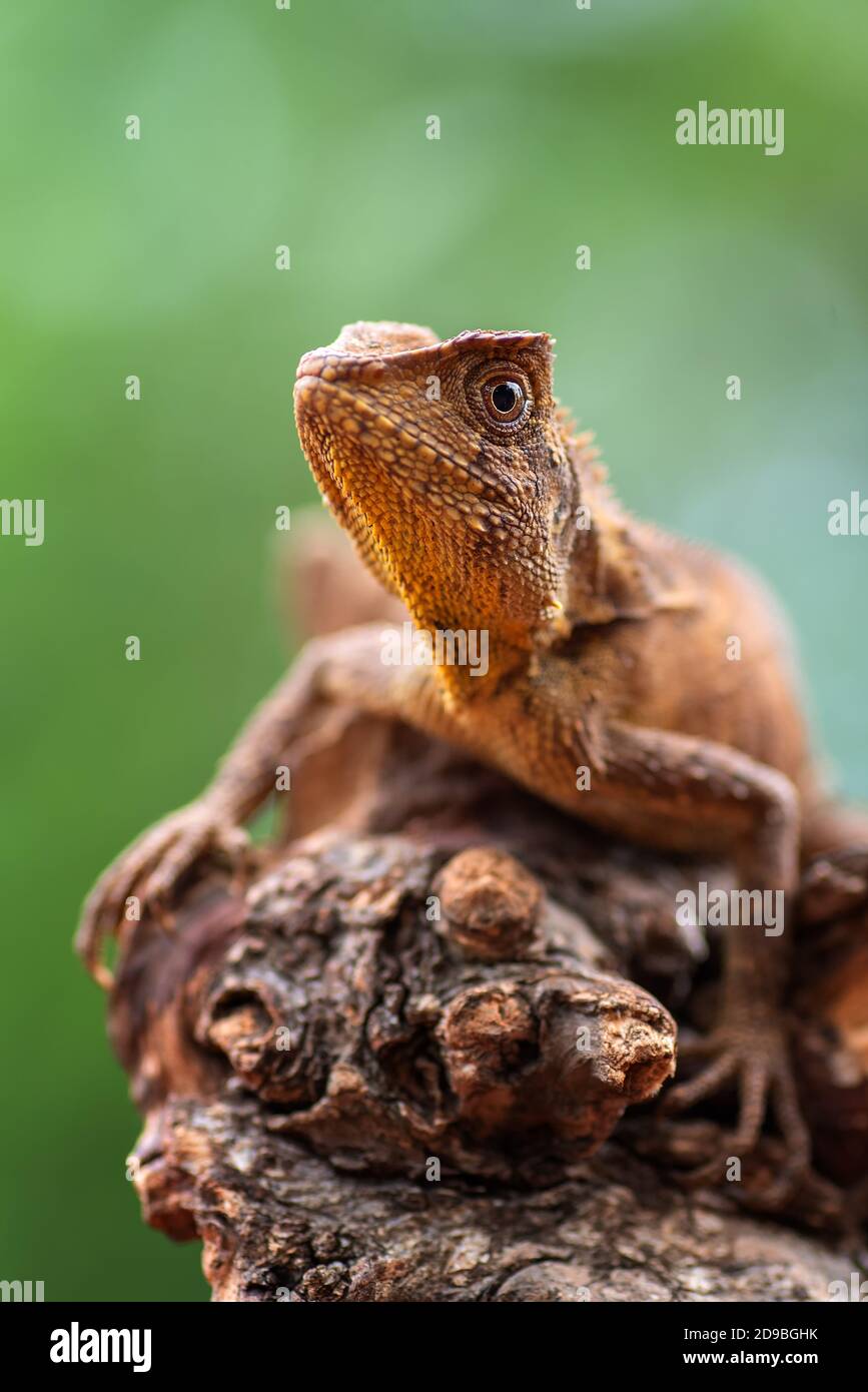 Portrait of a forest dragon lizard on a branch, Indonesia Stock Photo ...