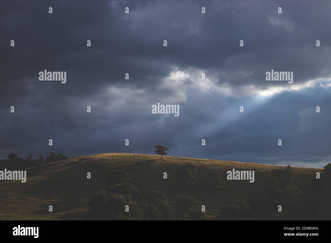 Single Tree on the field, sunshine coming on the tree, storm Stock ...