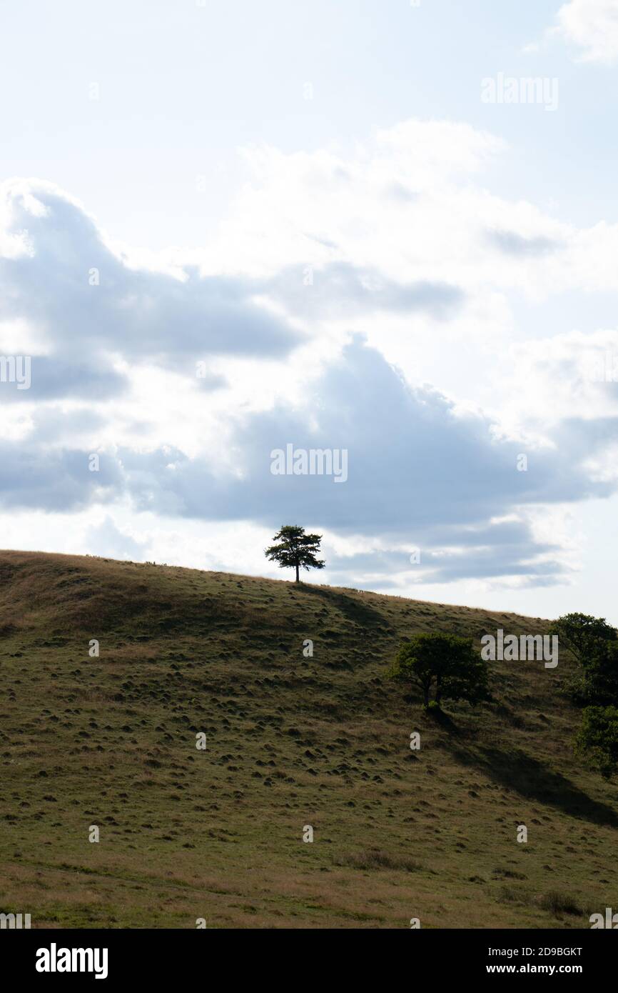 Single Tree on land field, day light Stock Photo - Alamy