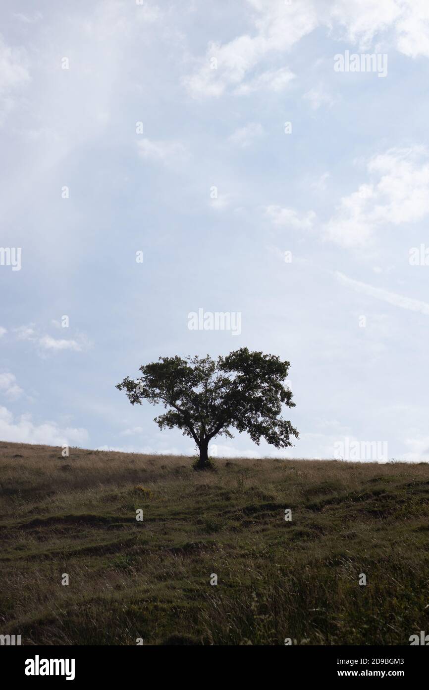 Single Tree on land field, day light Stock Photo - Alamy