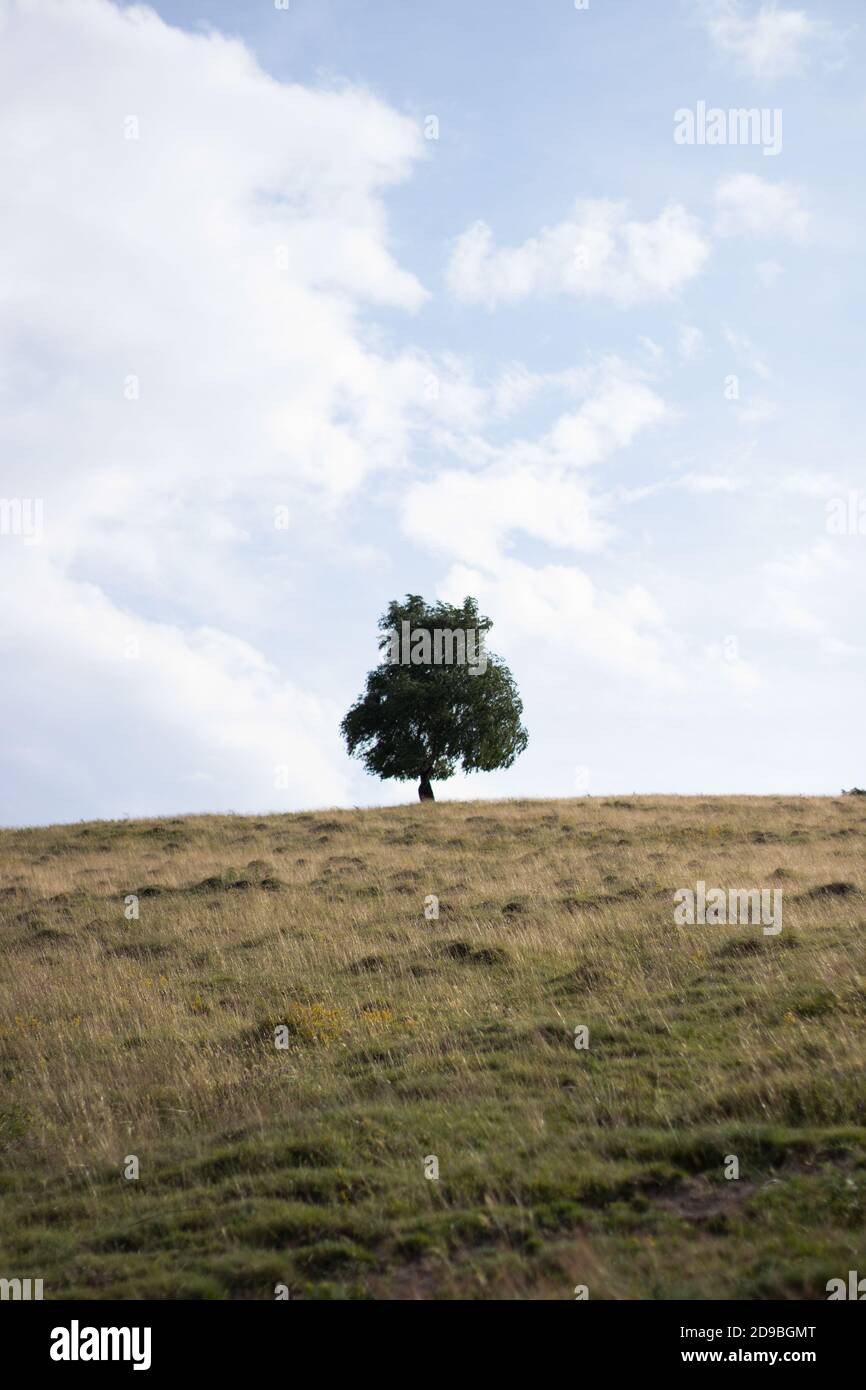 Single wheat plants hi-res stock photography and images - Alamy