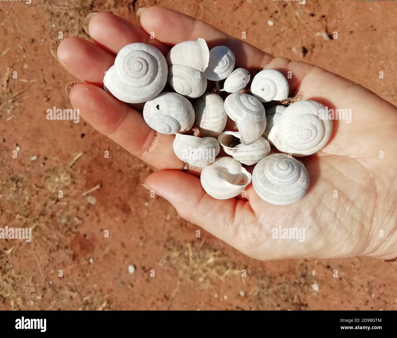 Handful of seashells hi-res stock photography and images - Alamy
