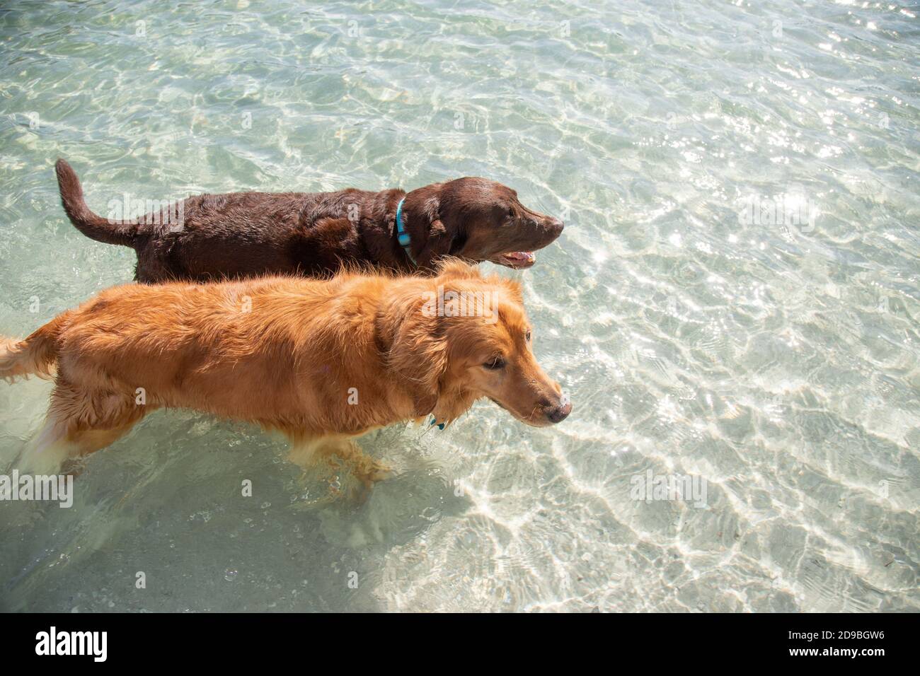 Labrador side view hi-res stock photography and images - Alamy